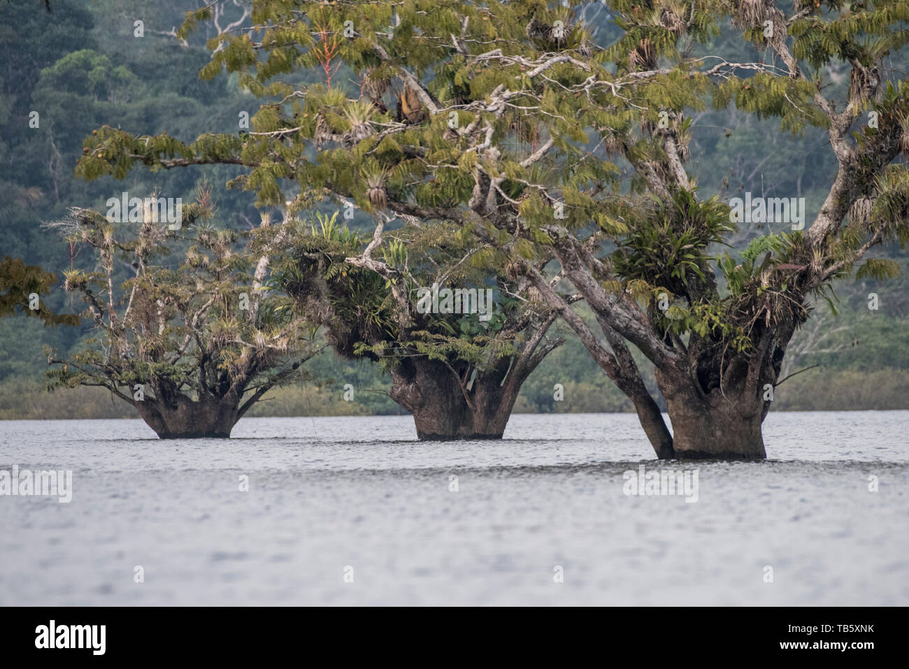 Trees growing straight from the water in Cuyabeno Wildlife Reserve in ...