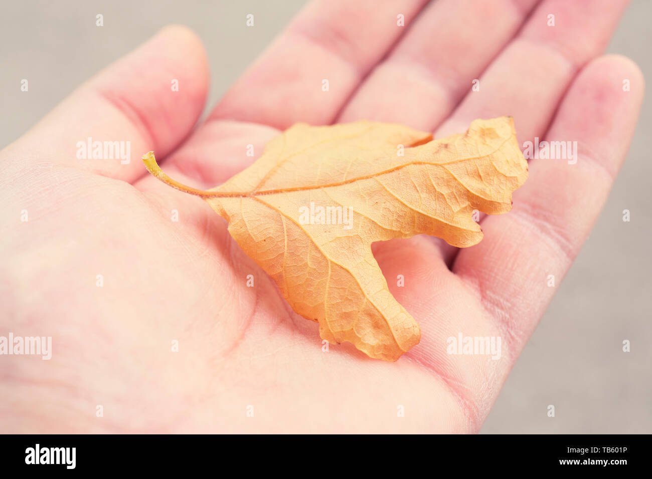 Hand holding autumn leave / autumn leaf / Maple leaves Stock Photo - Alamy