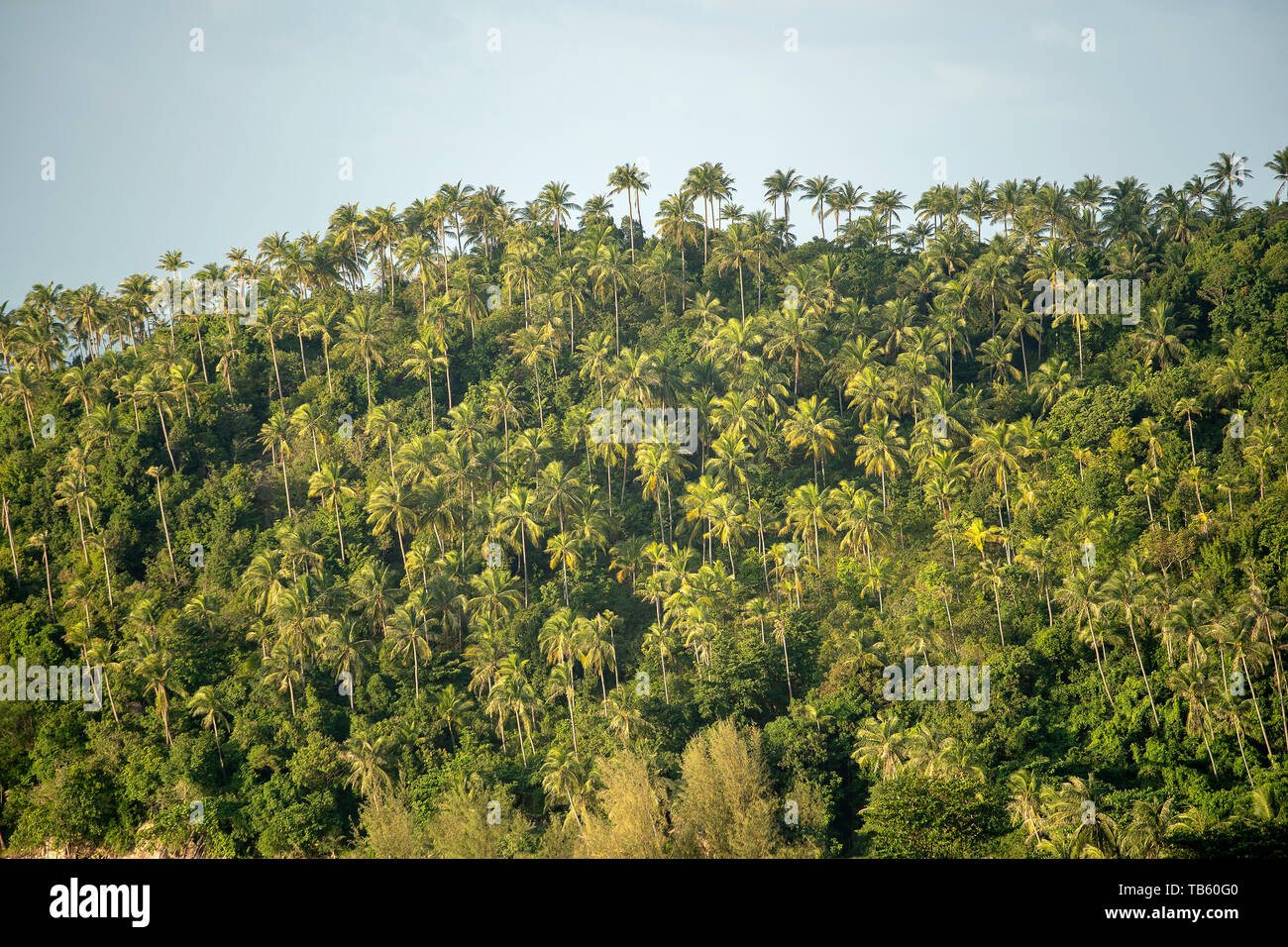 Silhouette of green coconut trees background on the mountain during ...