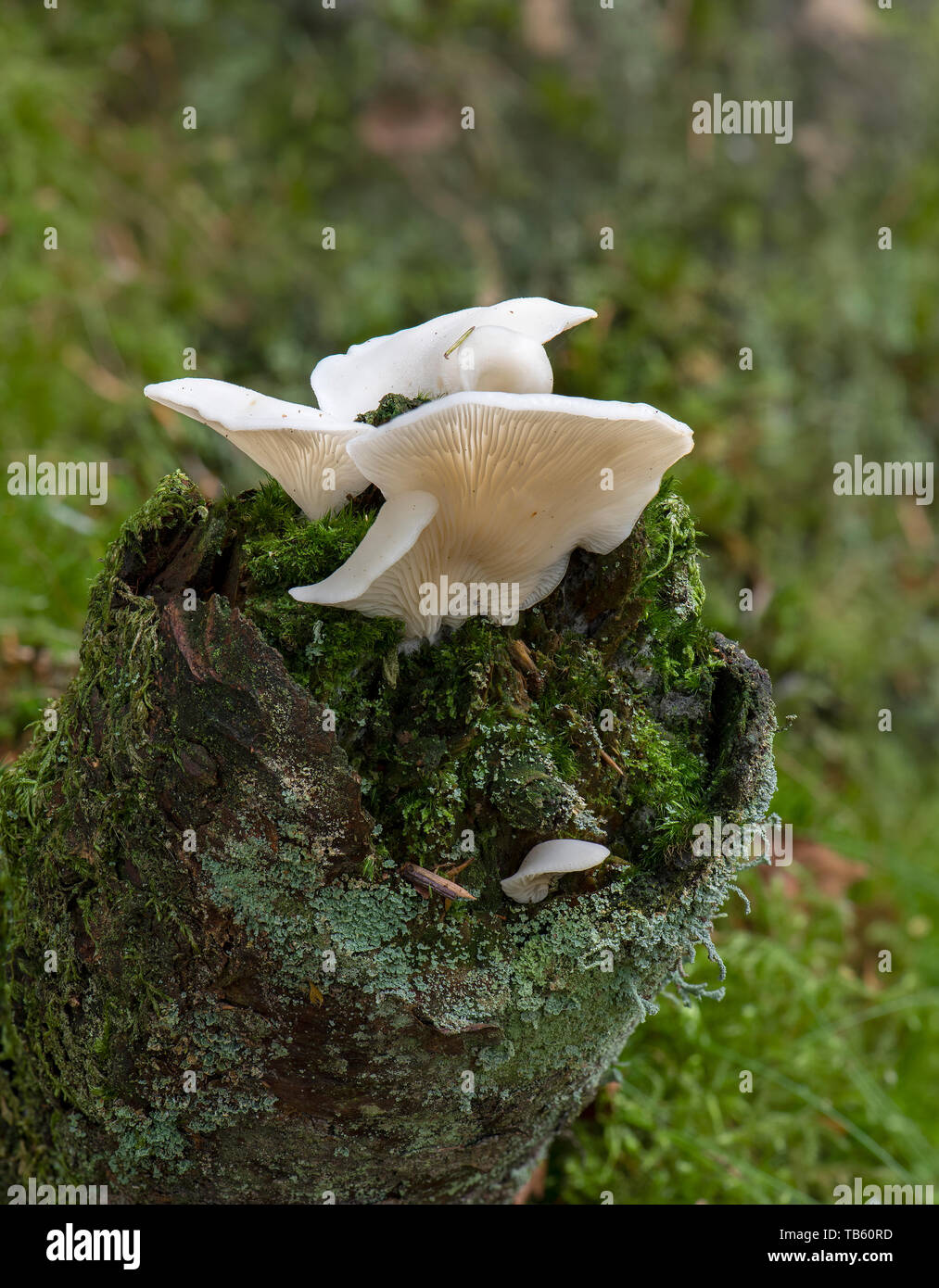 Wildlife and fungi hi-res stock photography and images - Alamy