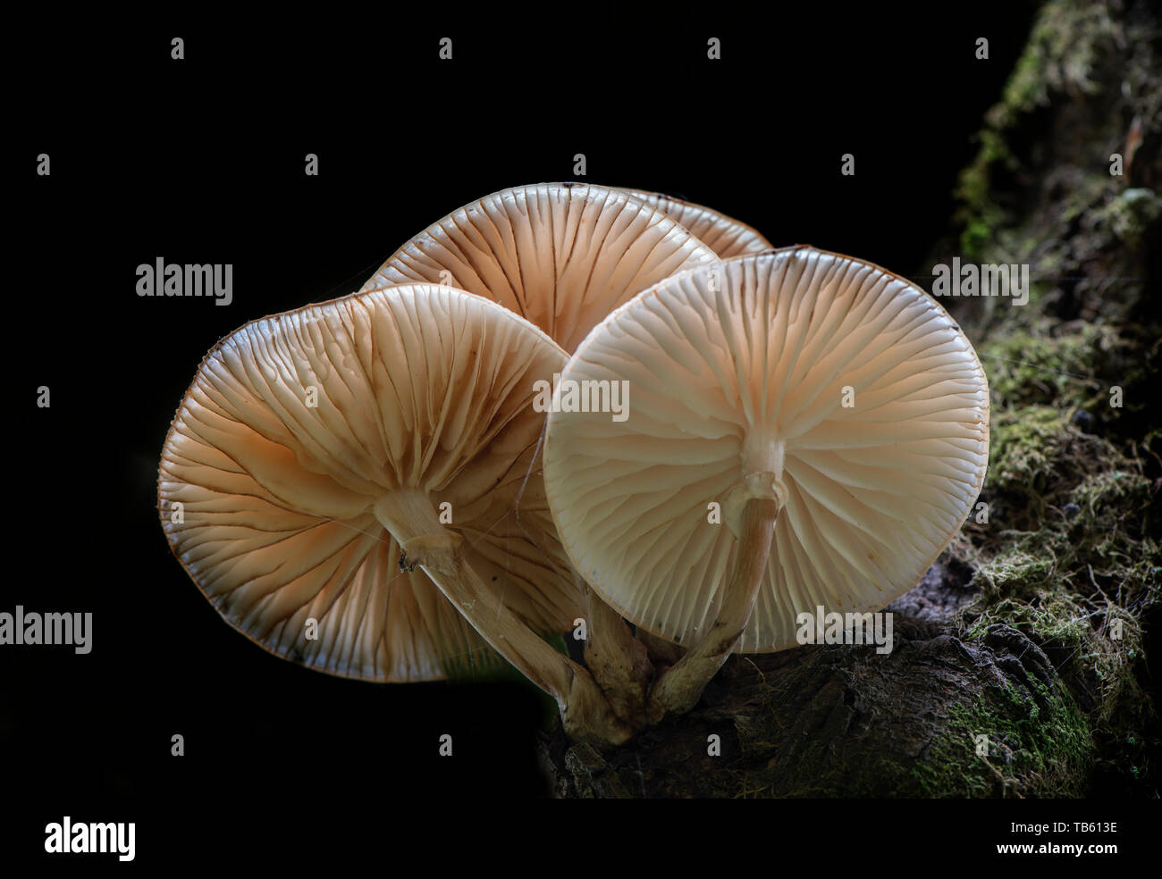 Micorrhizal fungi hi-res stock photography and images - Alamy