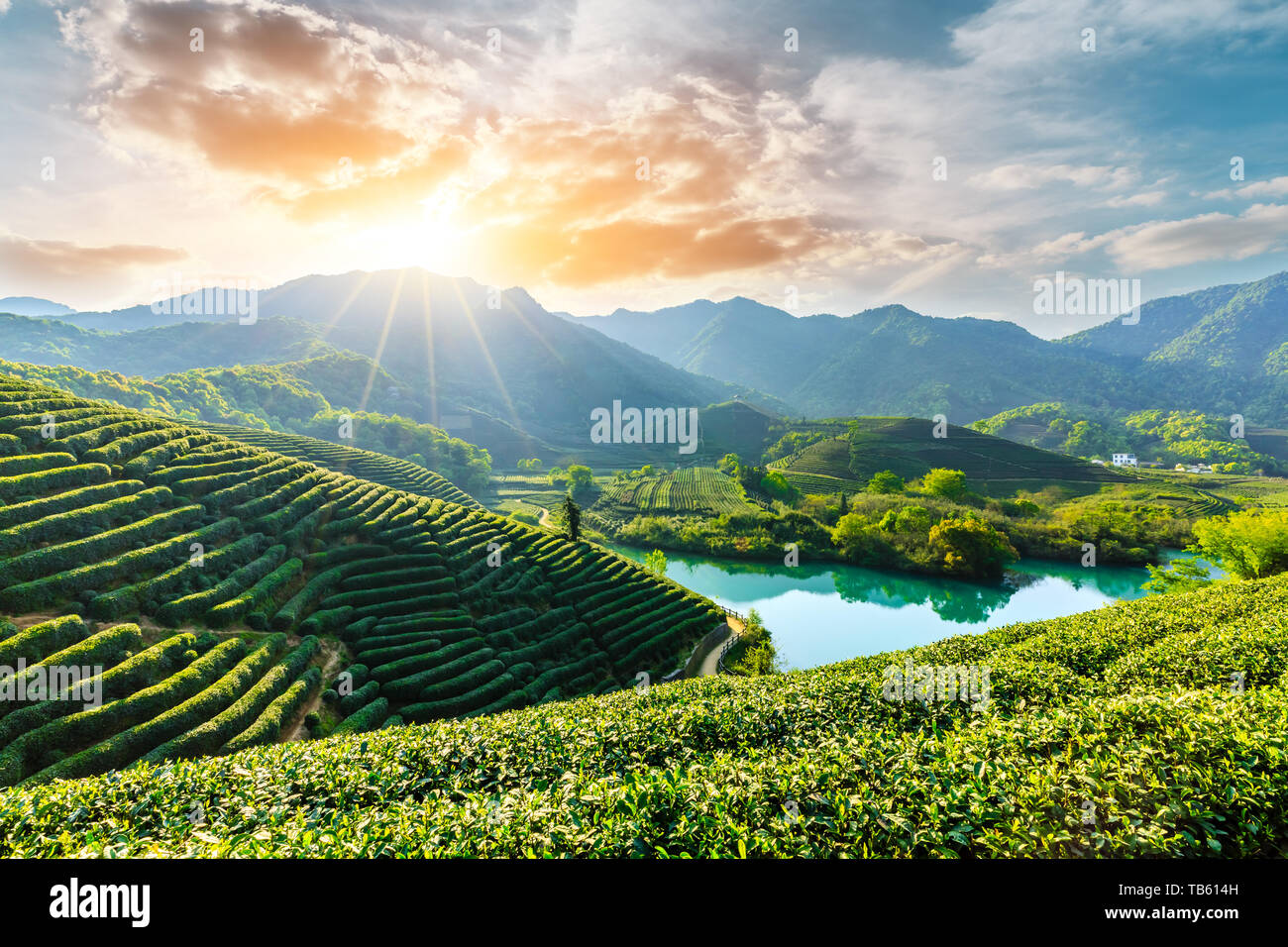 Beautiful green tea plantation natural scenery Stock Photo - Alamy
