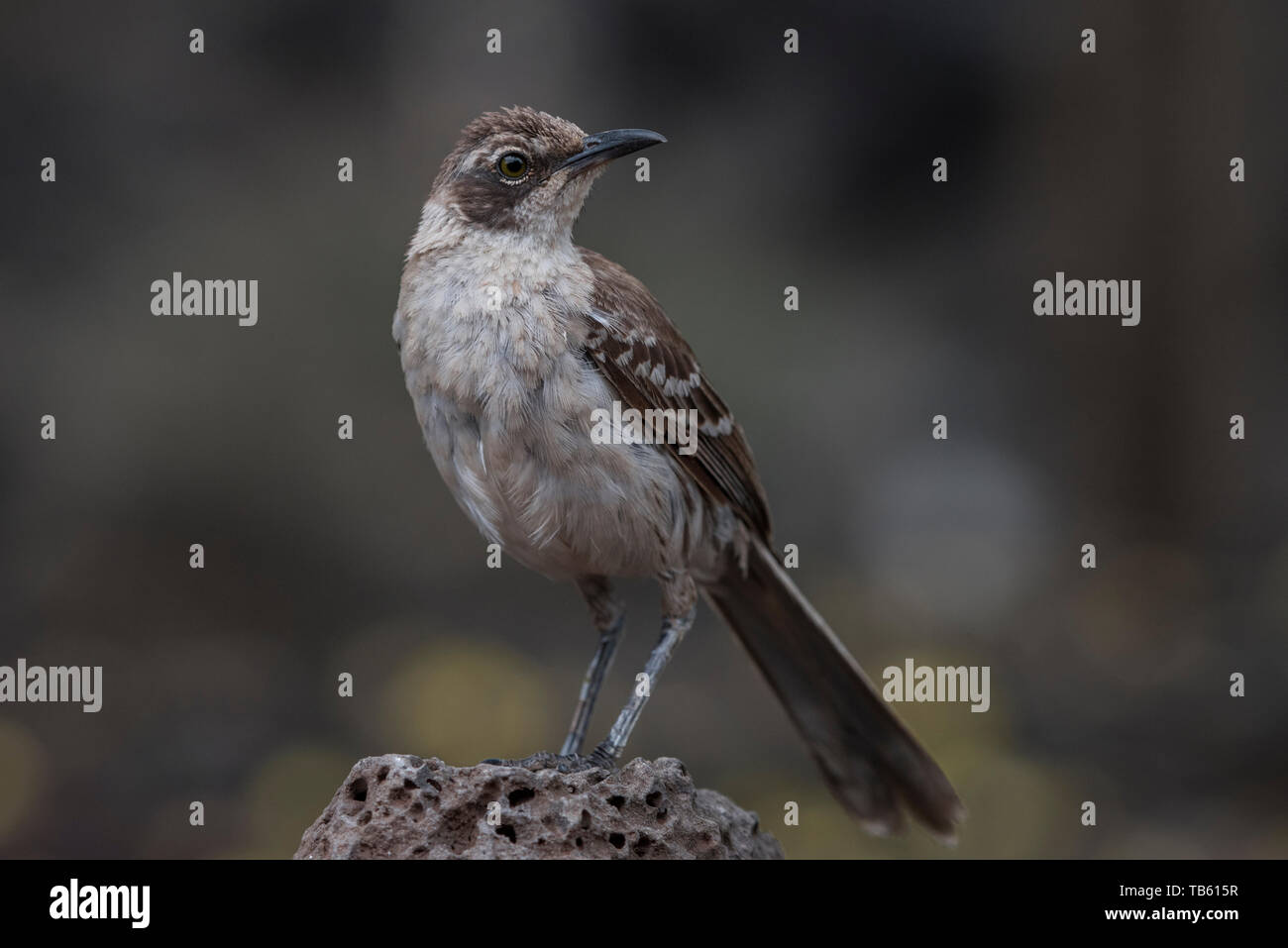 The Galapagos mockingbird (Mimus parvulus parvulus) from Santa Cruz island. These birds are ...