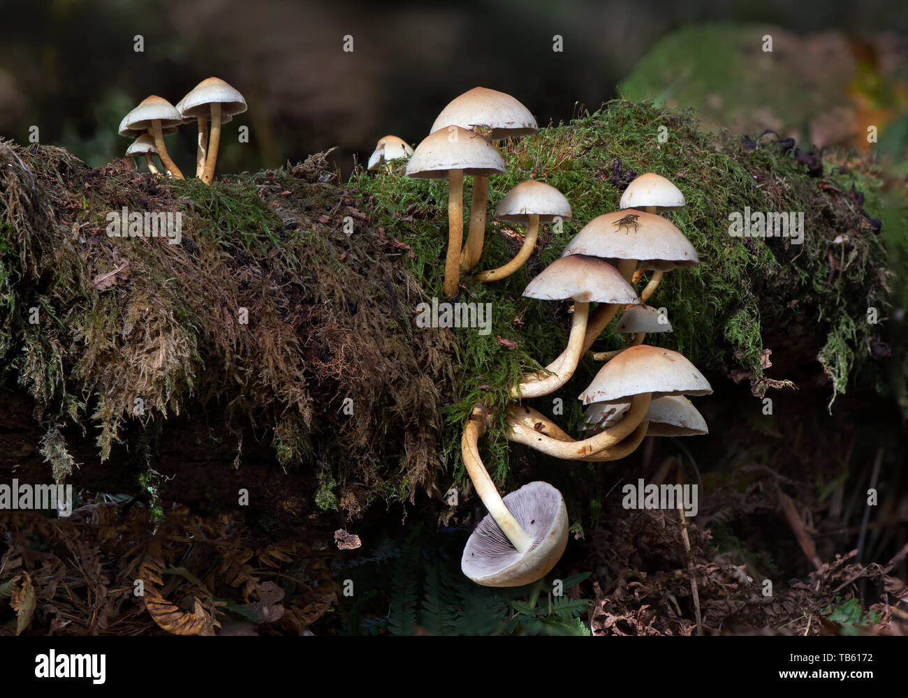 Micorrhizal fungi hi-res stock photography and images - Alamy