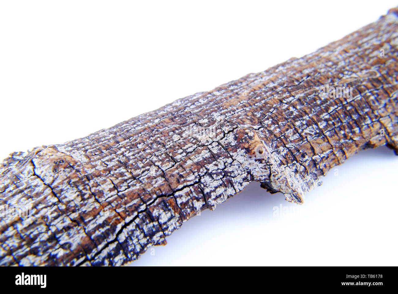 Close up peel tree background isolated Stock Photo - Alamy