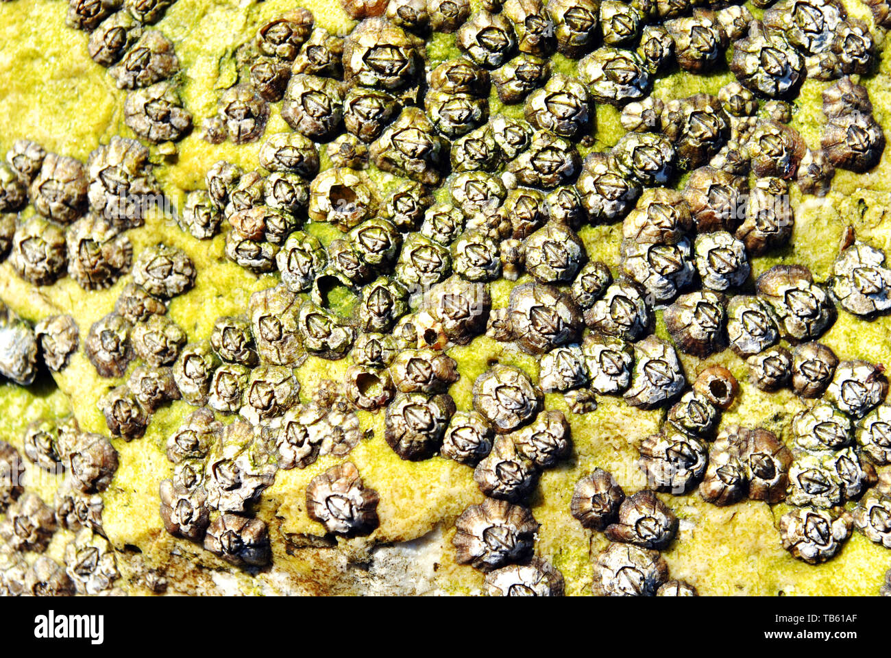 Barnacle paint hi-res stock photography and images - Alamy