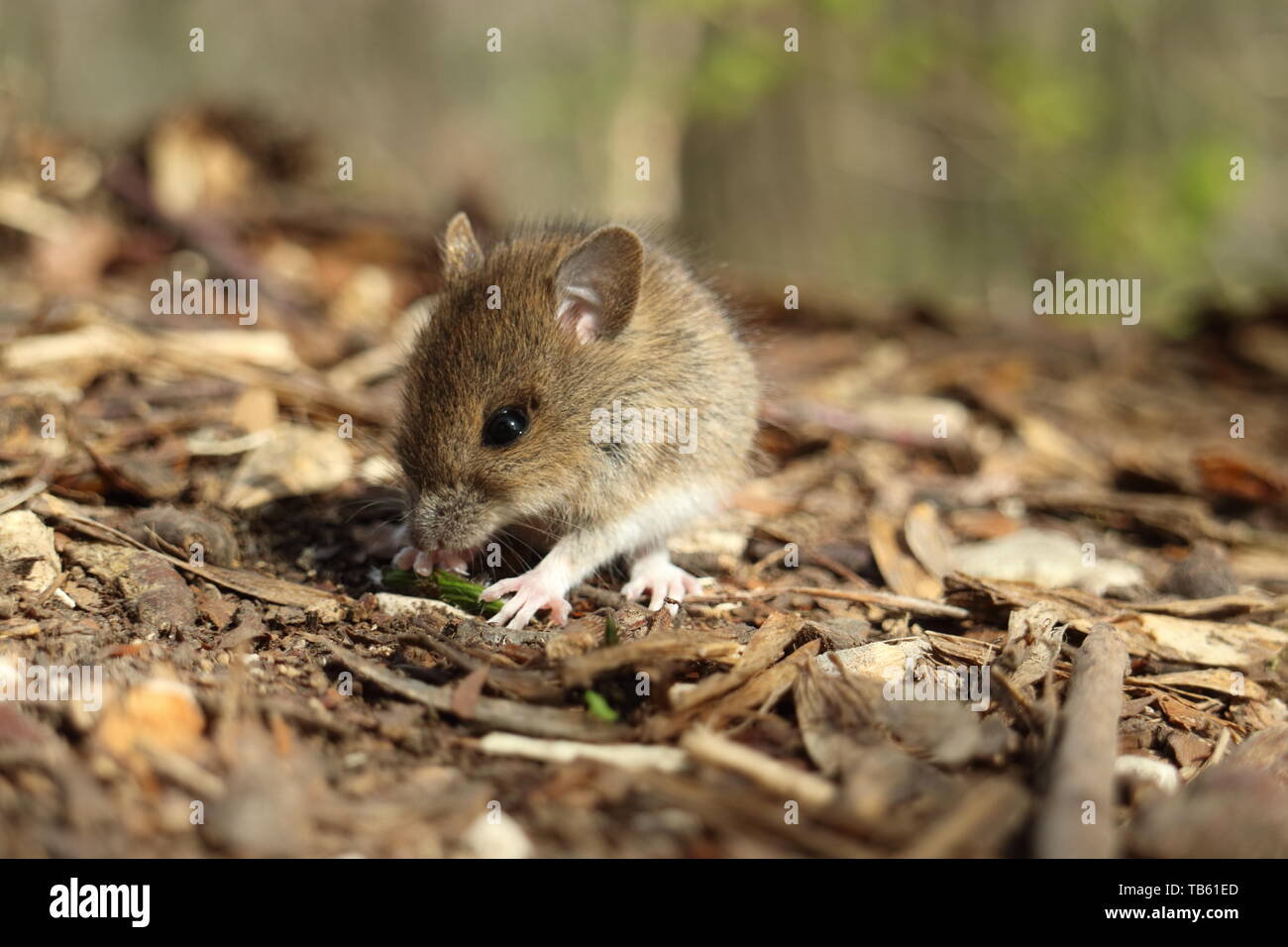 Cute wild Wood mouse (Apodemus sylvaticus) Germany Stock Photo - Alamy