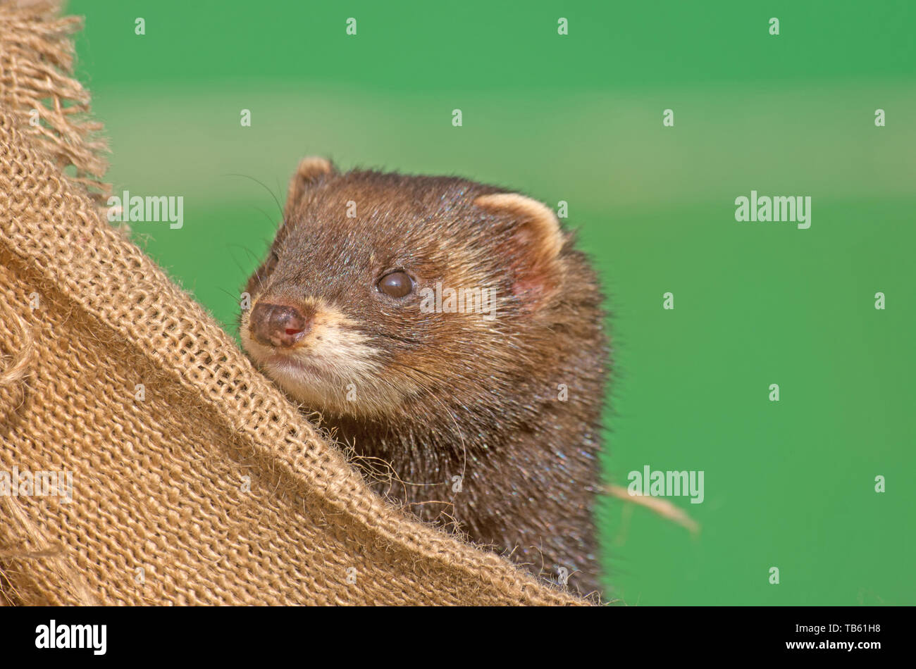 Polecat in uk hi-res stock photography and images - Alamy