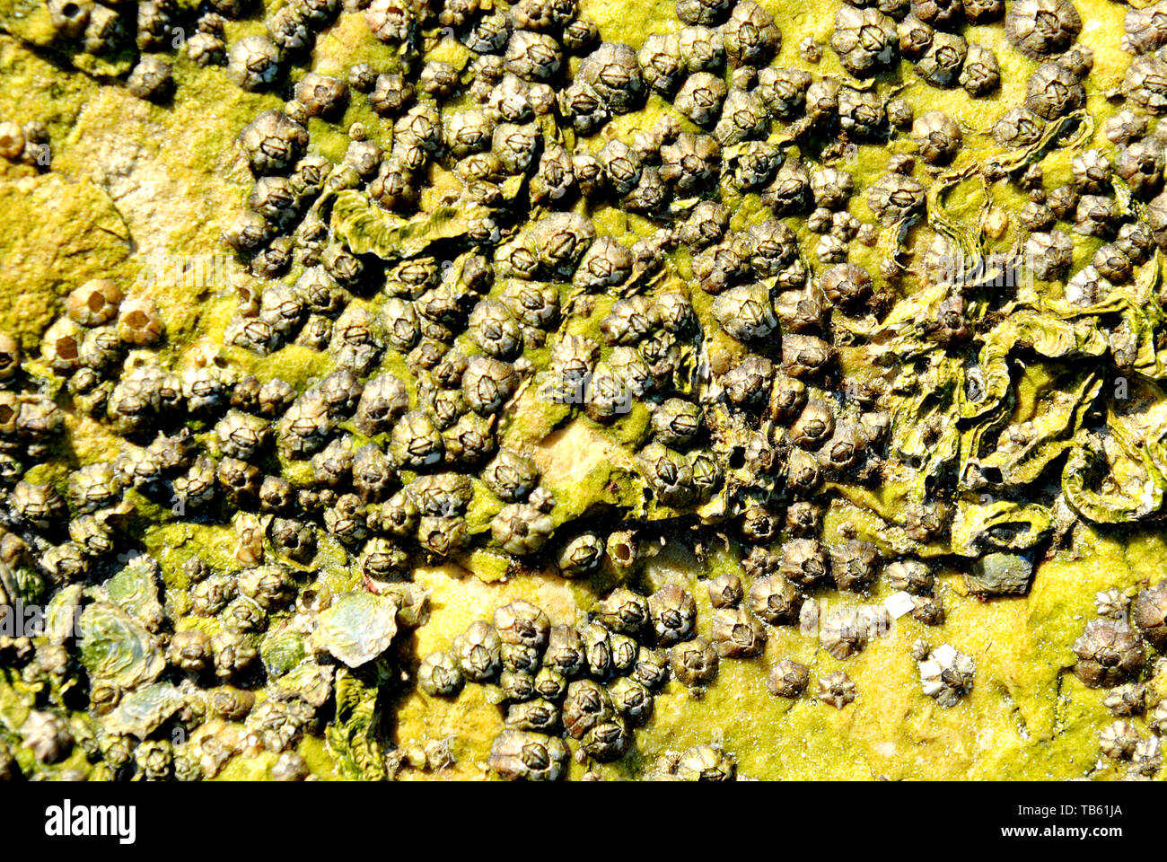 Barnacle paint hi-res stock photography and images - Alamy