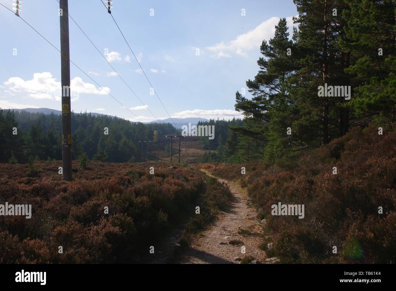 National Grid Wooden Utility Poles Through Scots Pine Woodland. Muir of ...