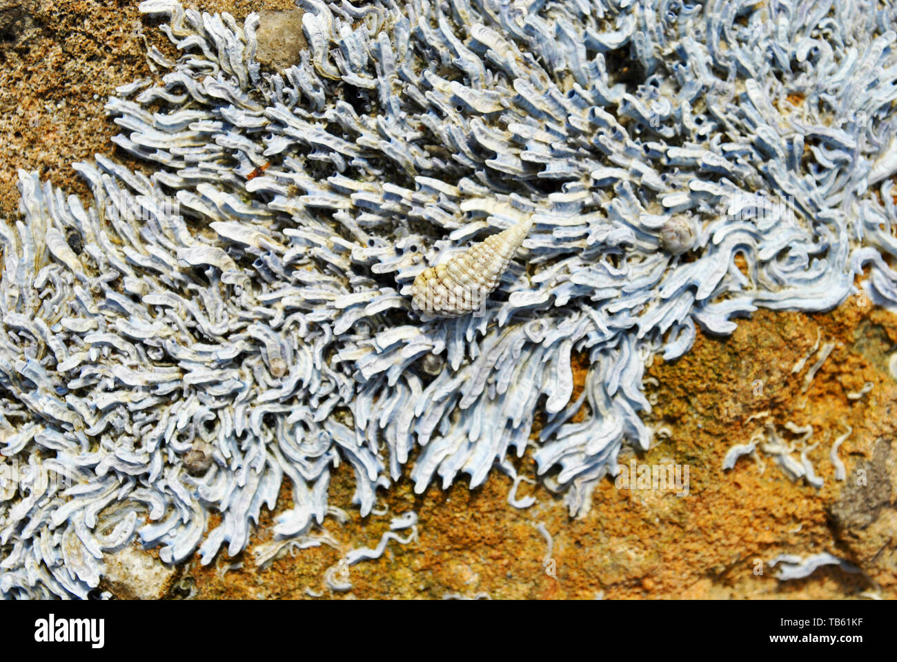 barnacle group on the beach Stock Photo - Alamy
