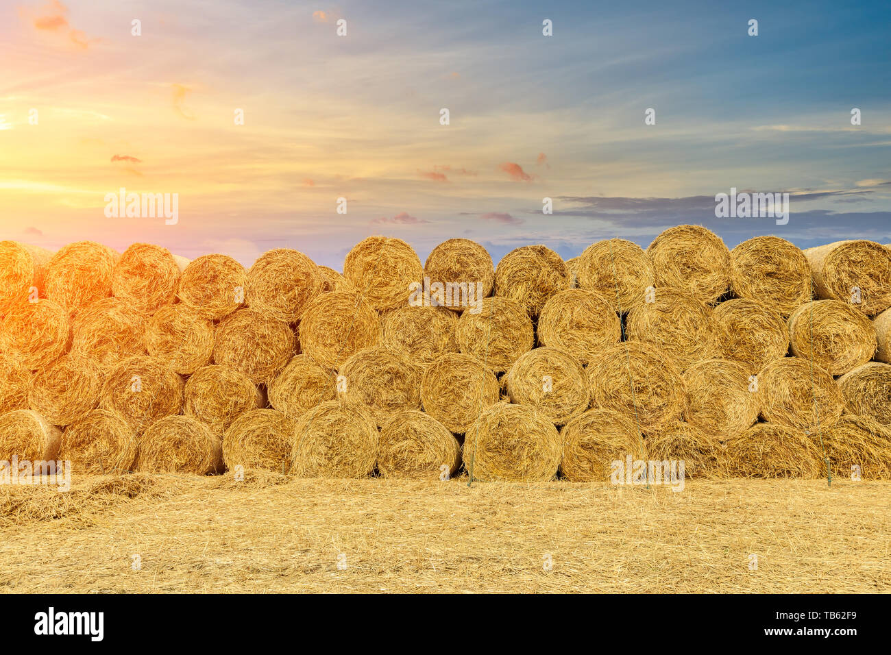 Round straw bales haystack on farmland at sunset Stock Photo - Alamy