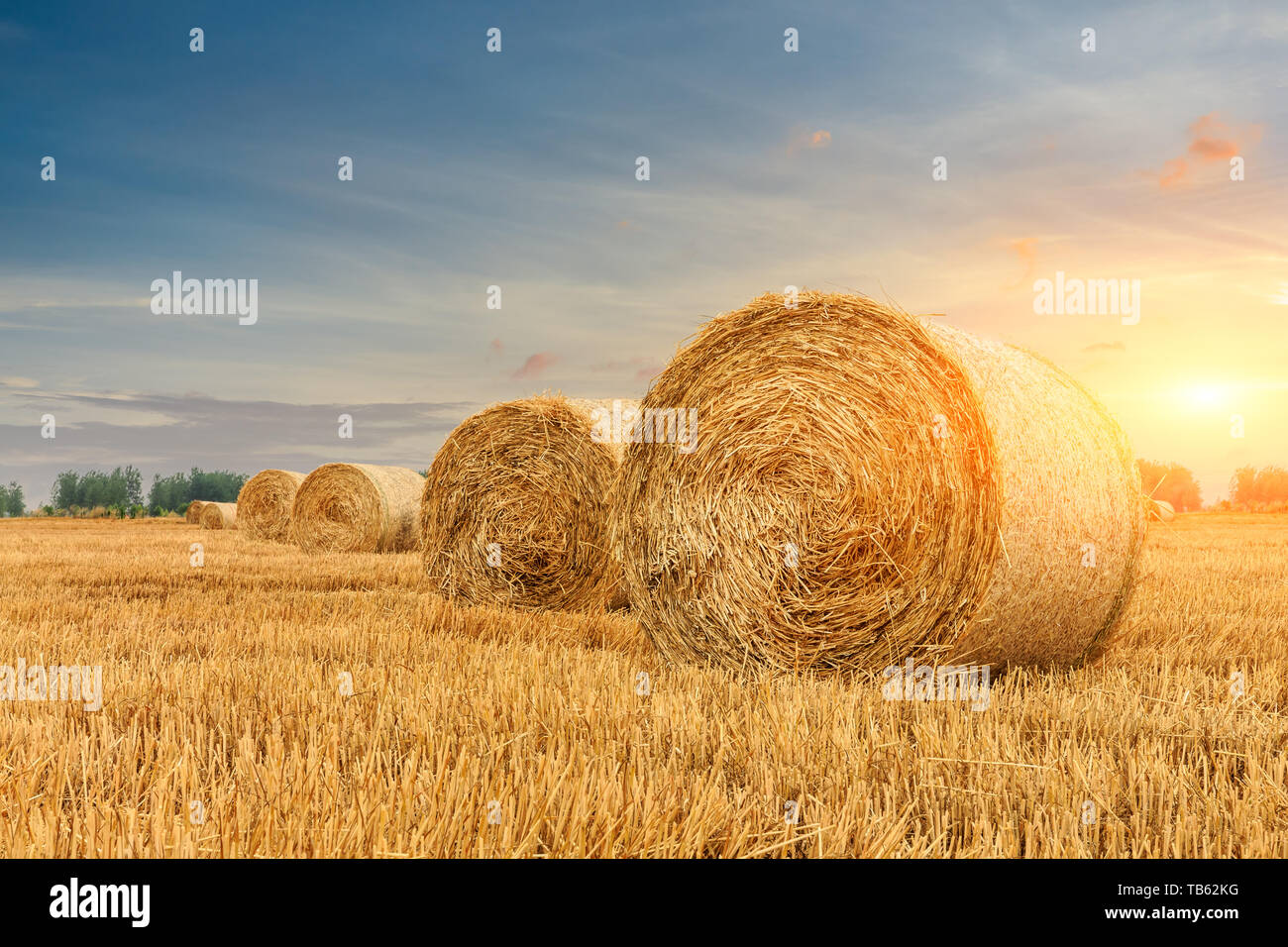 Round straw bales on farmland Stock Photo - Alamy