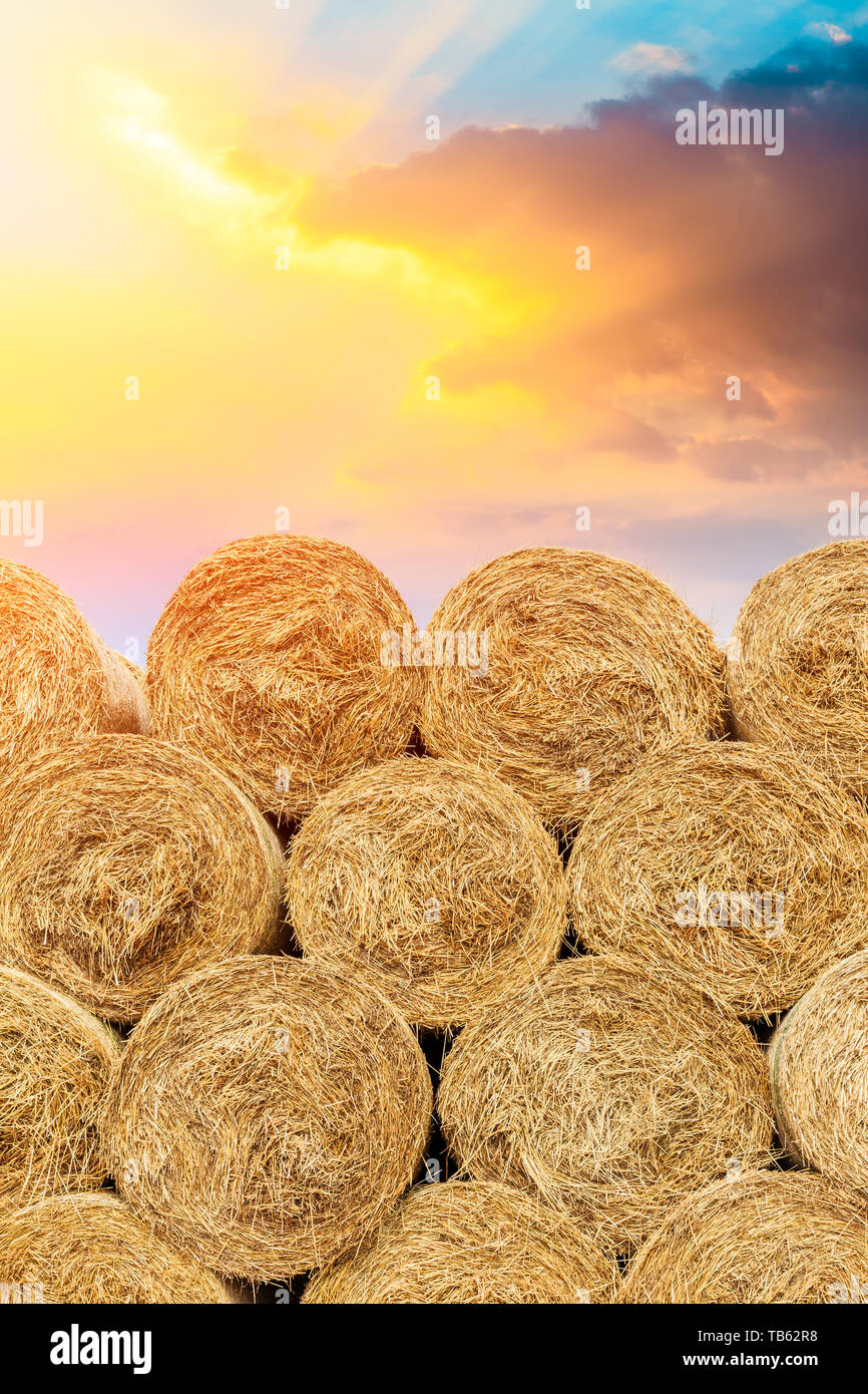 Round straw bales haystack on farmland at sunset Stock Photo - Alamy