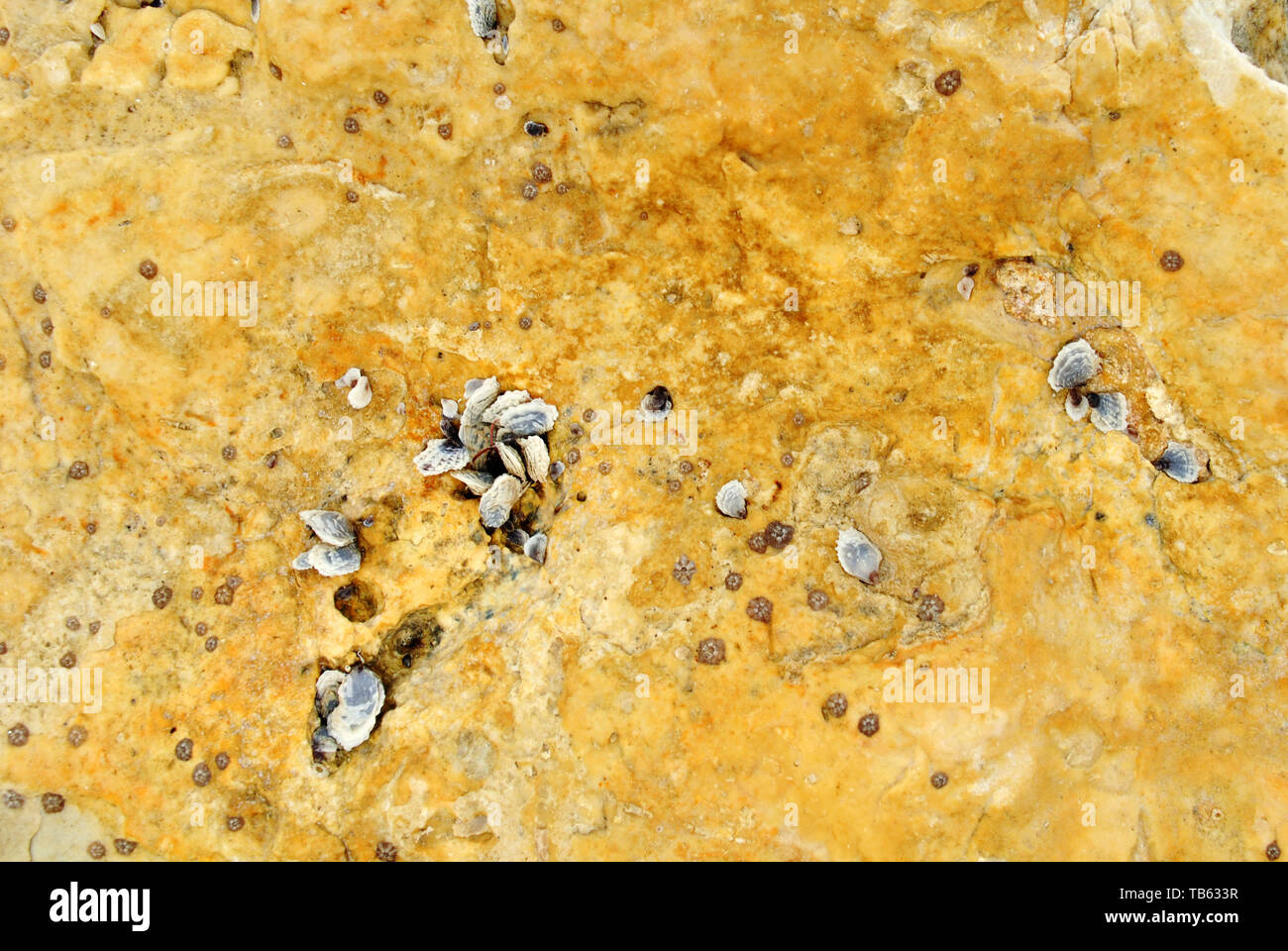 Barnacle Paint High Resolution Stock Photography and Images - Alamy