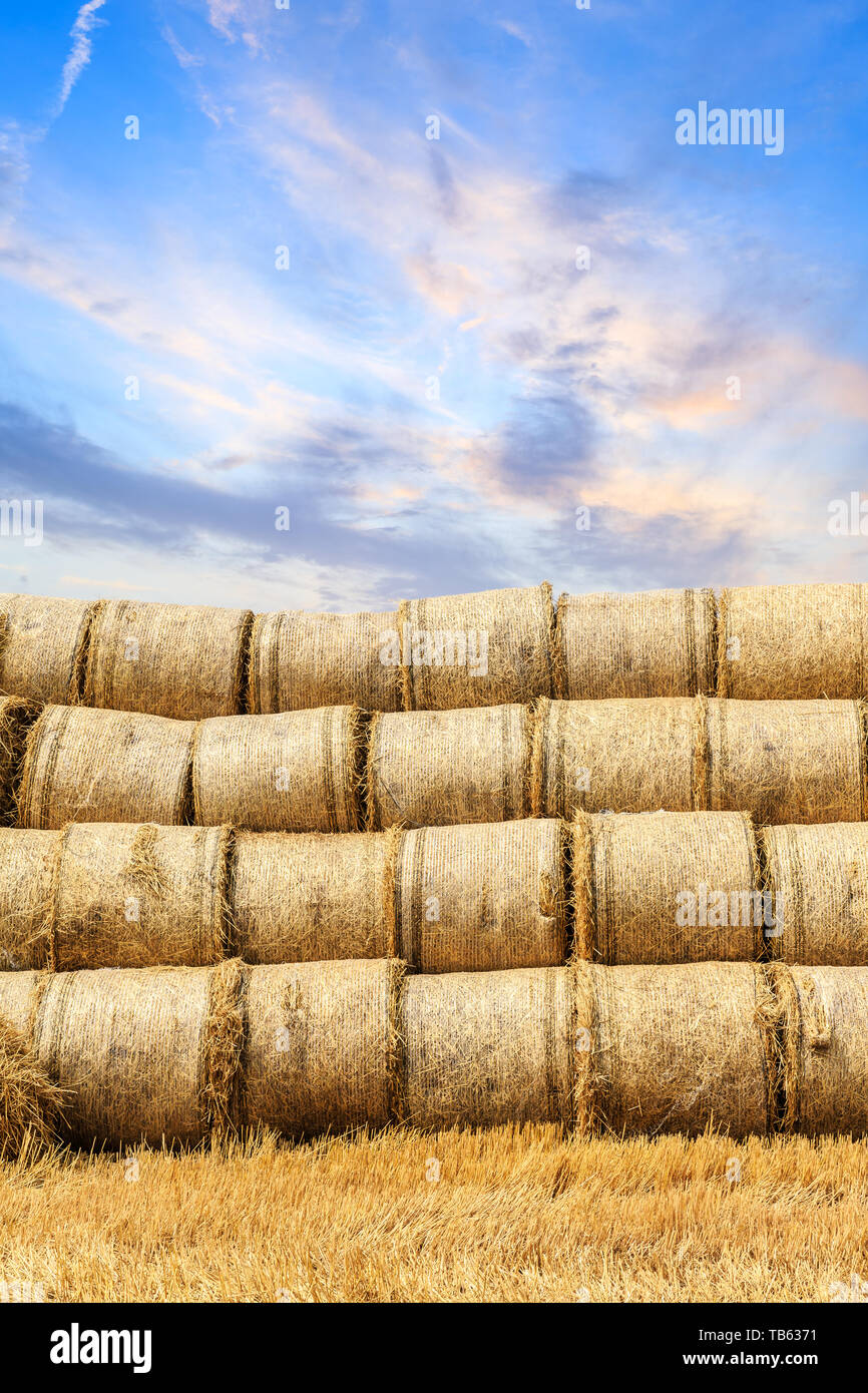 Round straw bales haystack on farmland at sunset Stock Photo - Alamy