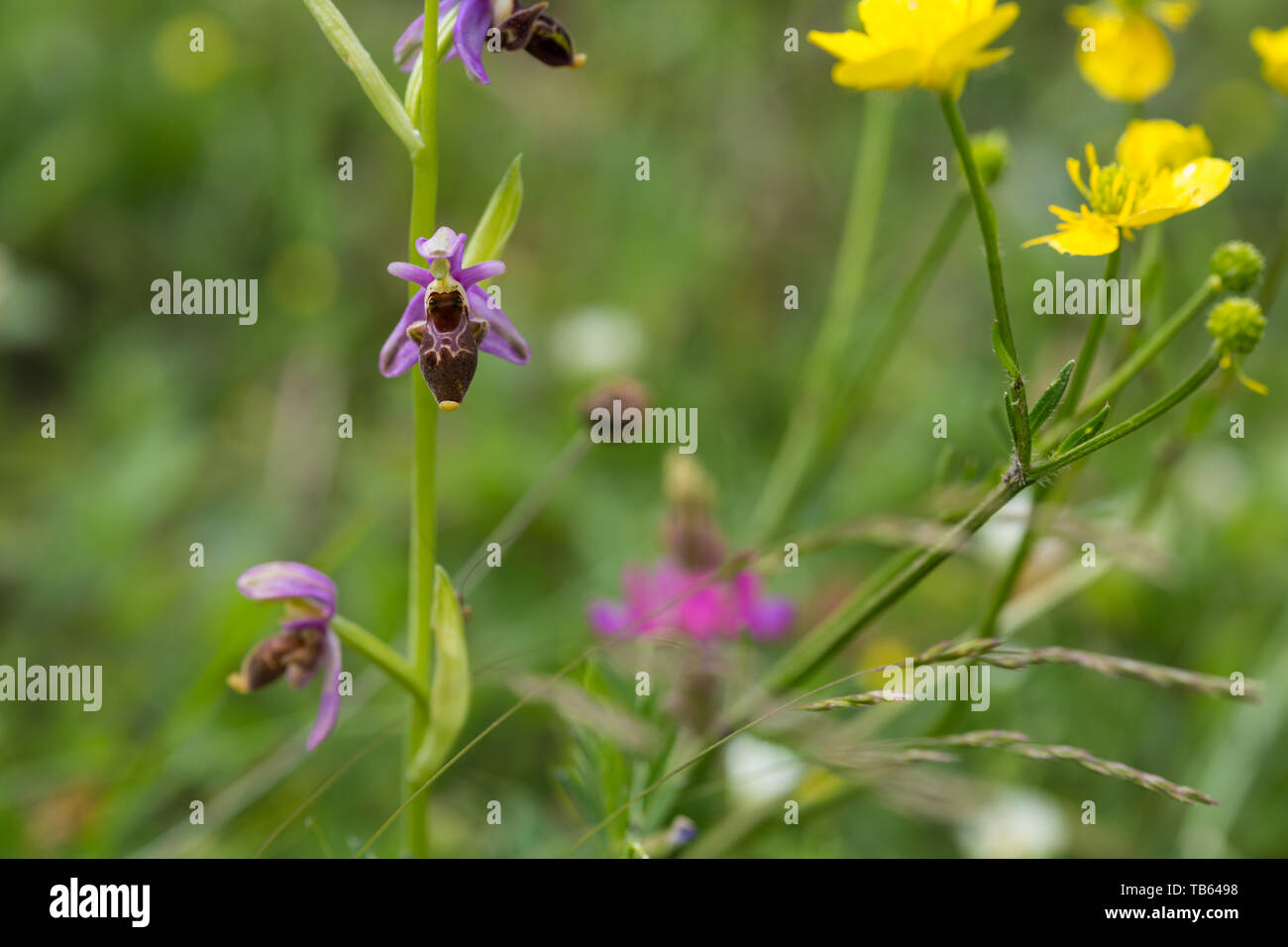Hari bulbul plant of the Orchid family. Wild plant in habitat in the ...