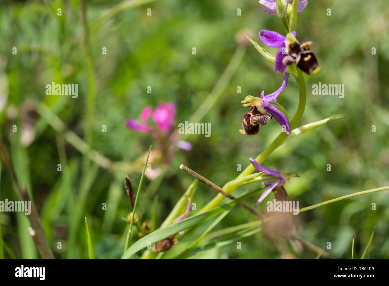 Hari bulbul plant of the Orchid family. Wild plant in habitat in the ...