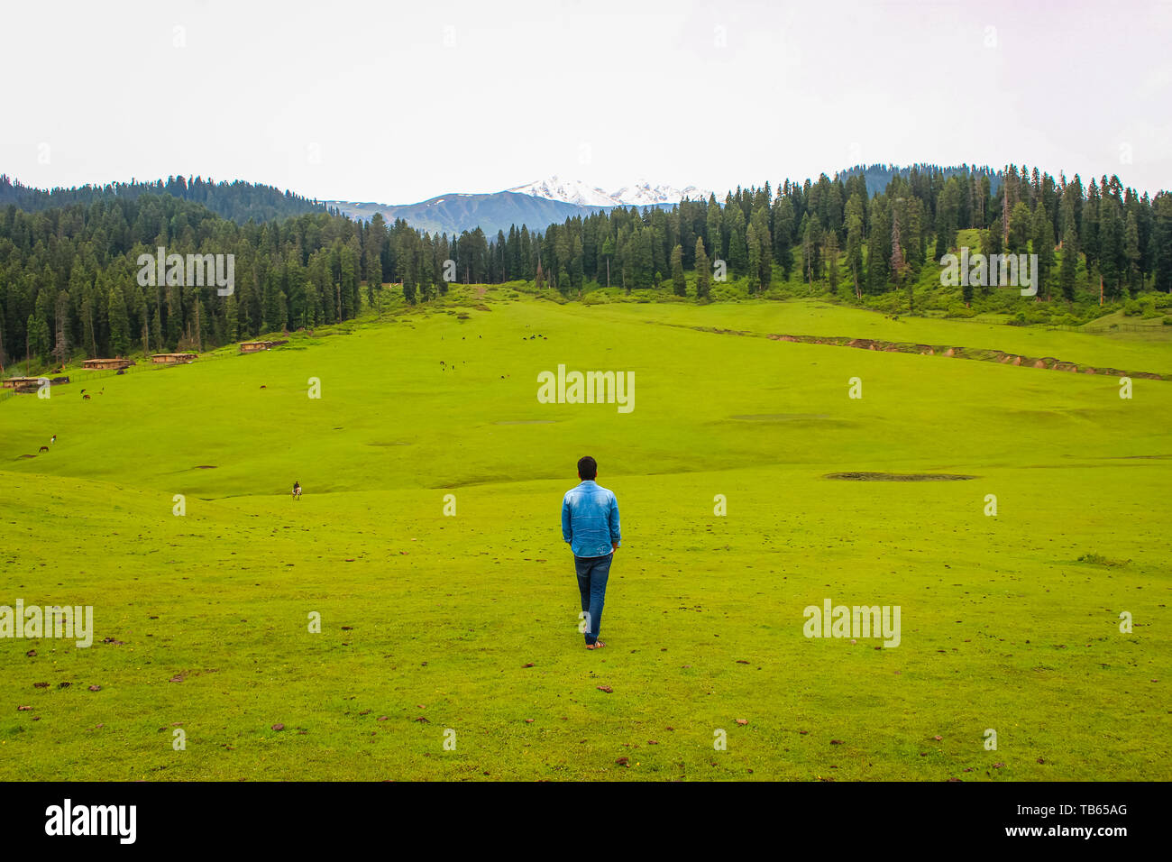 A person tourist walking in the never-ending lush green meadows of ...