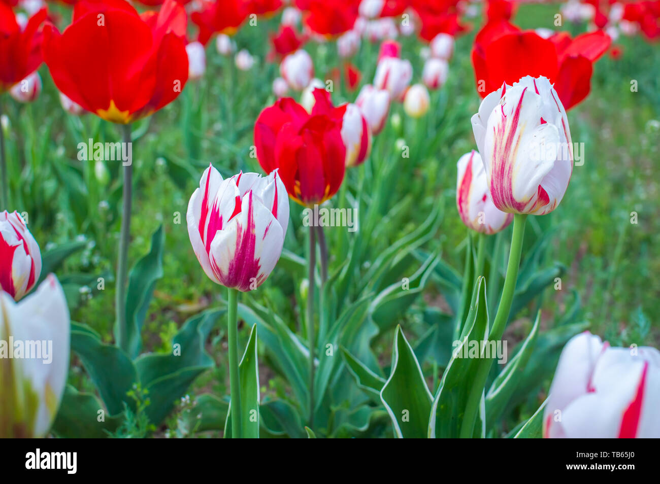 Red and white colour tulips with interesting patterns at Tulip Garden ...