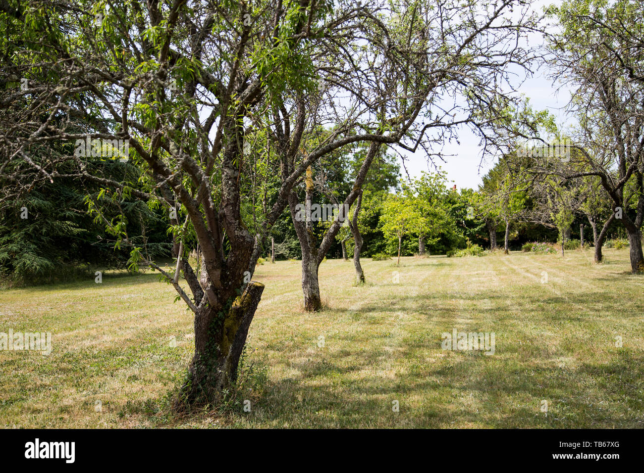 Row cherry trees in hi-res stock photography and images - Alamy