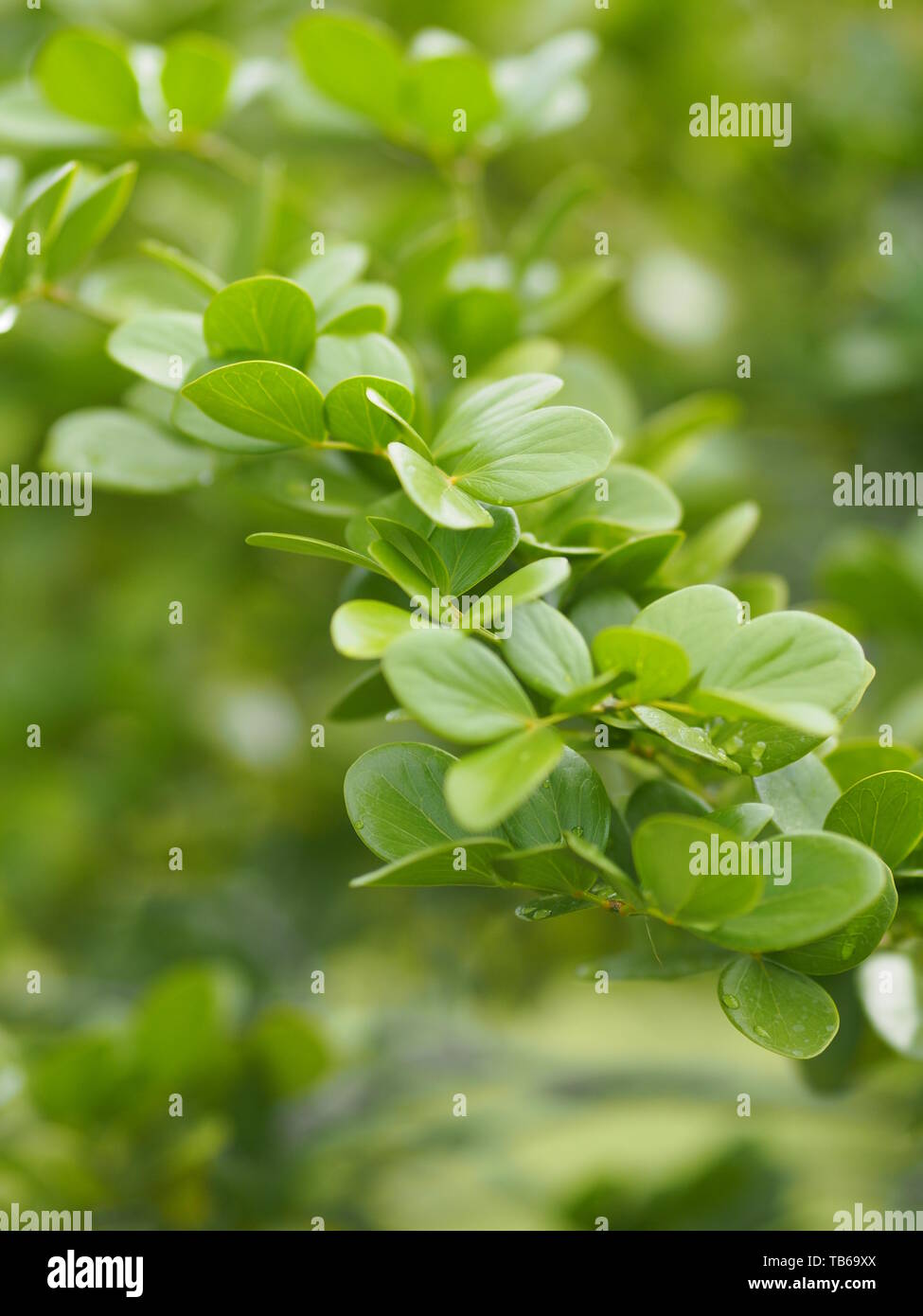 green leaf foreground blurred of nature background space for write ...