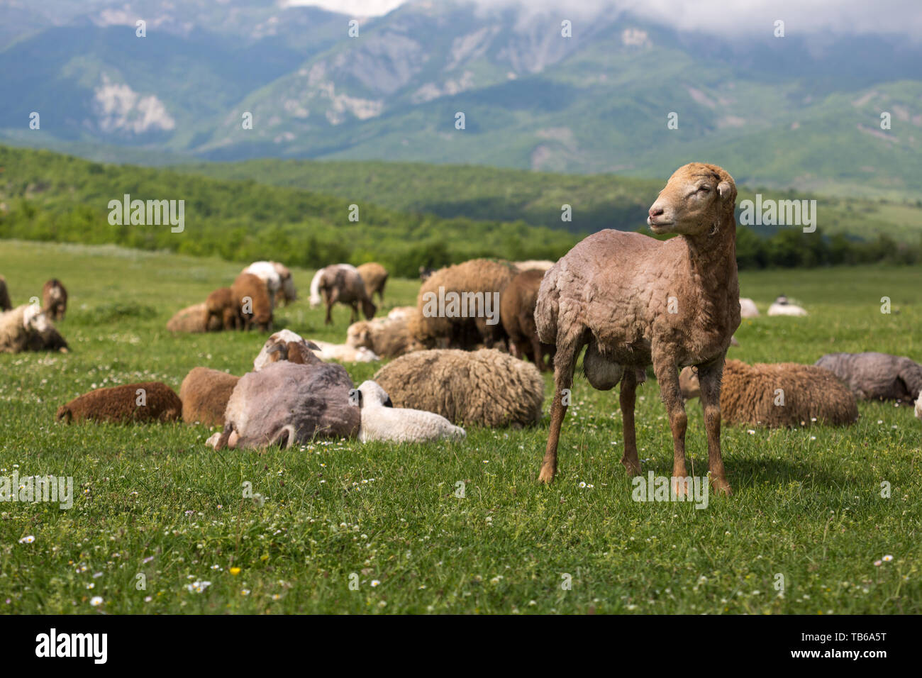 Sheeps on the alp fields. A sheeps is sitting at an alpine meadow in ...