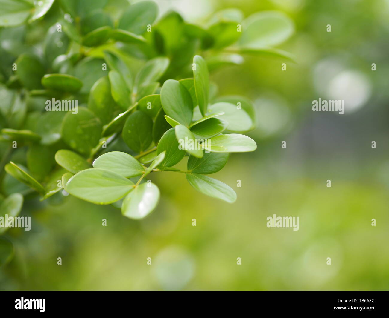 green leaf foreground blurred of nature background space for write ...