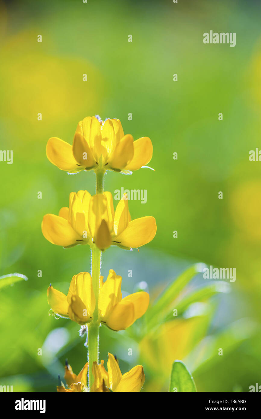 Muzha taipei hi-res stock photography and images - Alamy