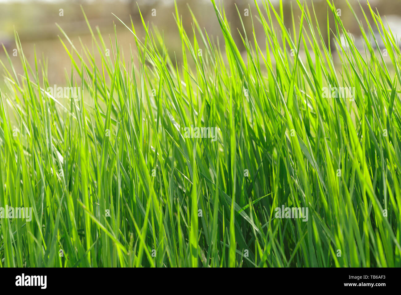spring grass field Stock Photo - Alamy