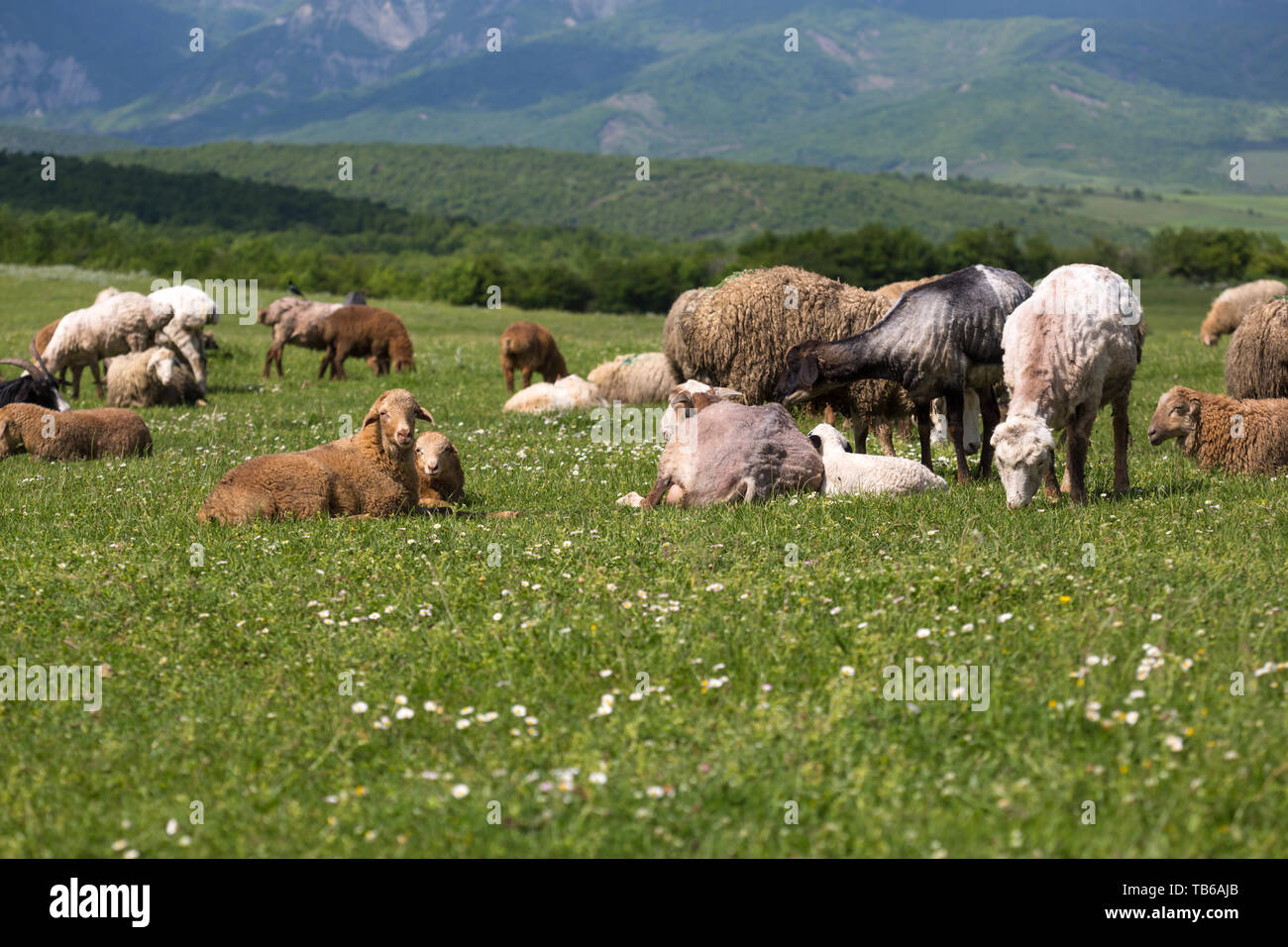 Sheeps on the alp fields. A sheeps is sitting at an alpine meadow in ...