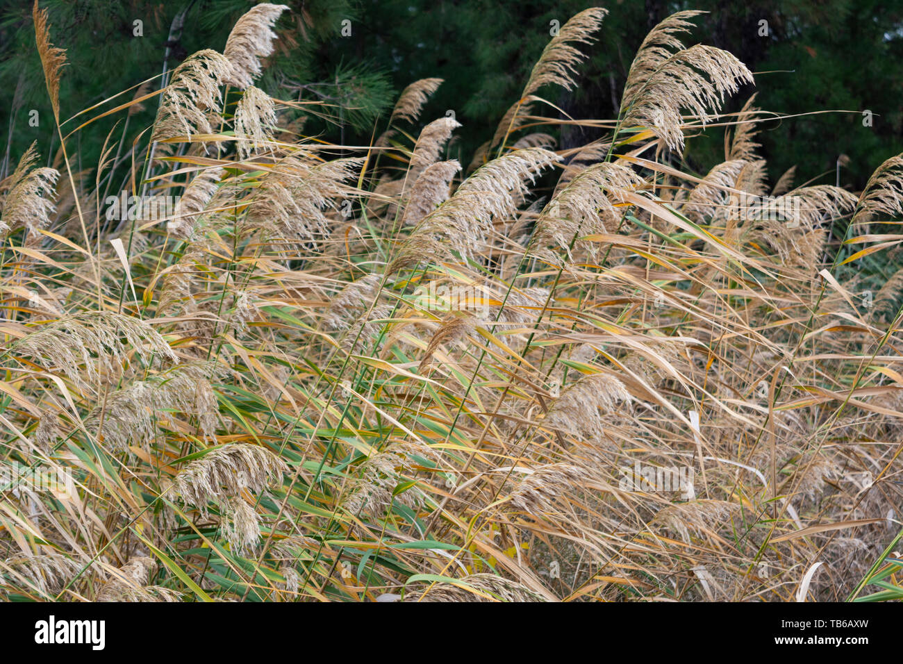 The beautiful reeds in the park in autumn with the warm sunlight Stock ...
