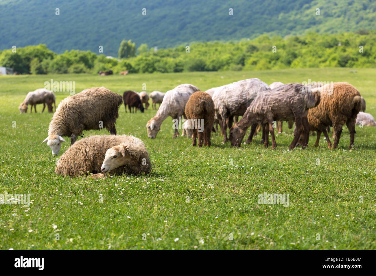 Sheeps on the alp fields. A sheeps is sitting at an alpine meadow in ...