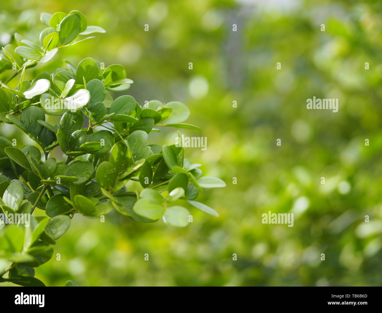 green leaf foreground blurred of nature background space for write ...