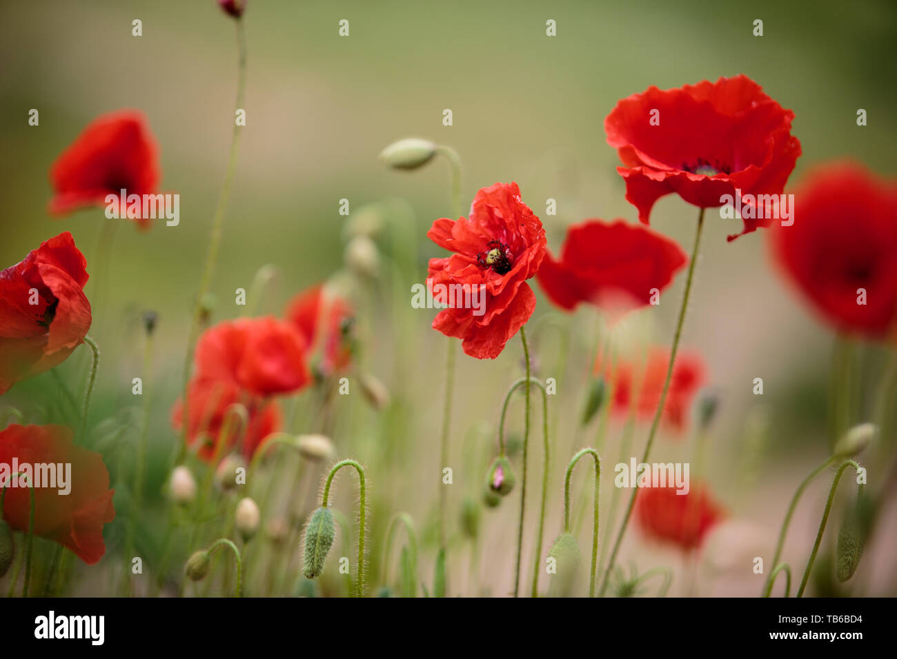 Meadow with poppy flowers hi-res stock photography and images - Alamy