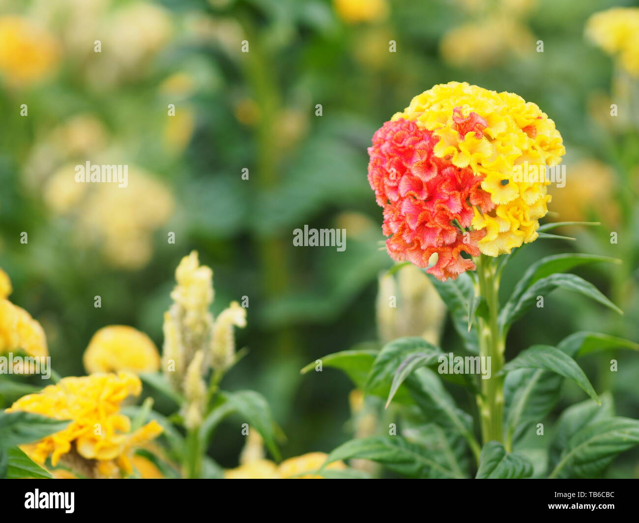 Yellow cockscomb hi-res stock photography and images - Alamy