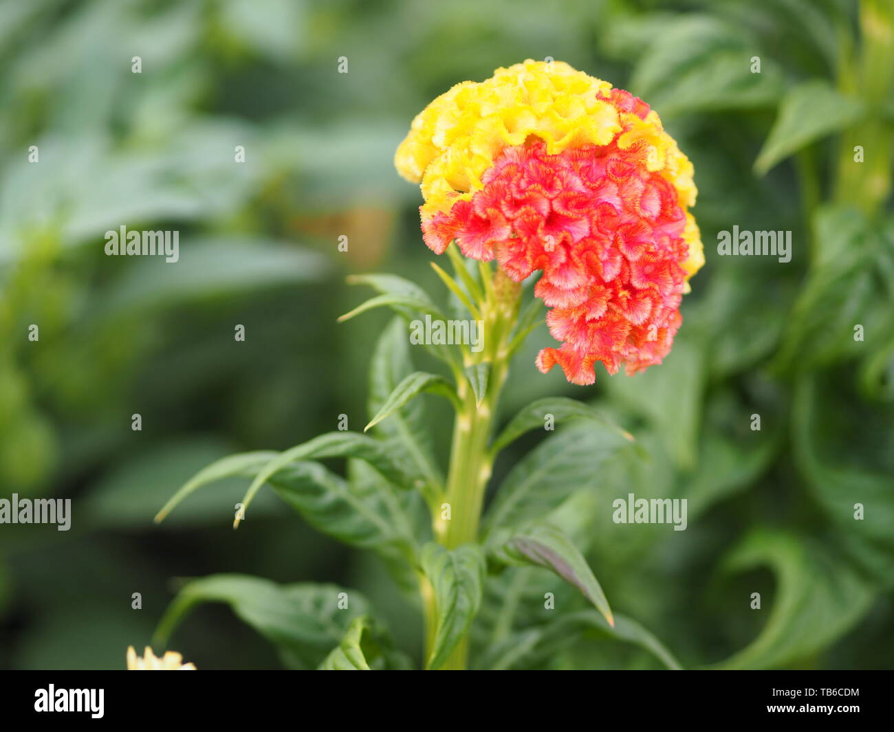 Yellow cockscomb hi-res stock photography and images - Alamy