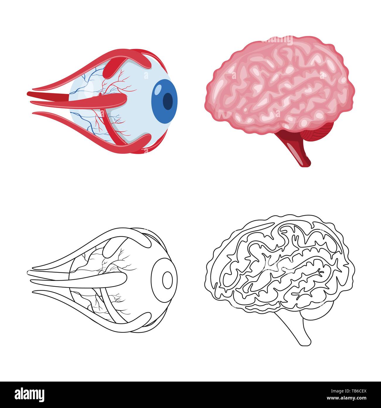 eyeball,brain,eye,mind,cornea,intelligence,layers,science,structure ...
