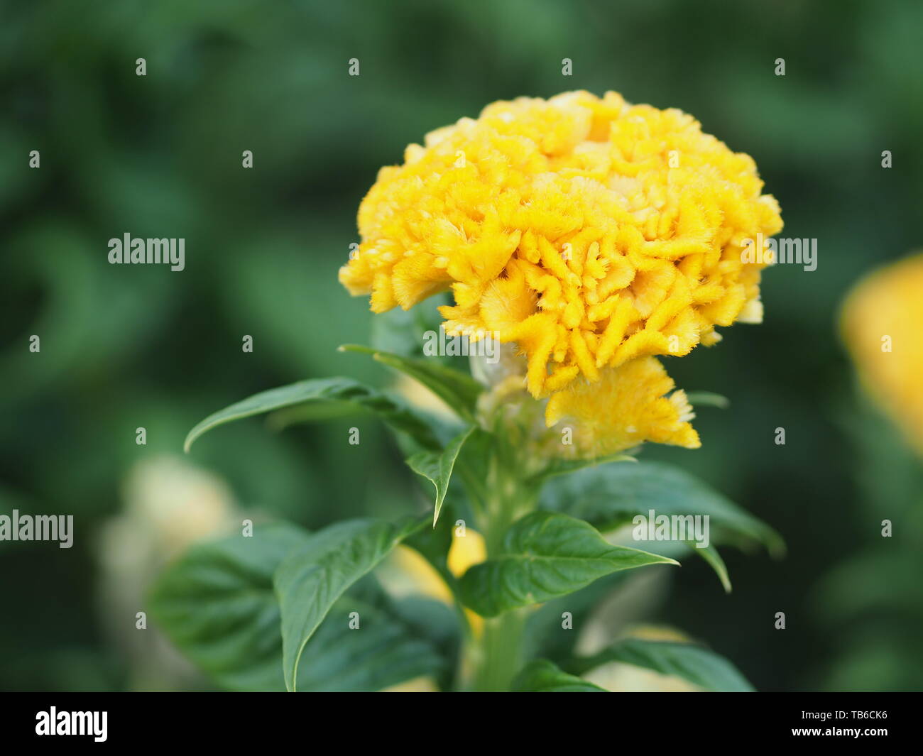 yellow color Cockscomb flowers Name of Celosia cristata The flowers are ...