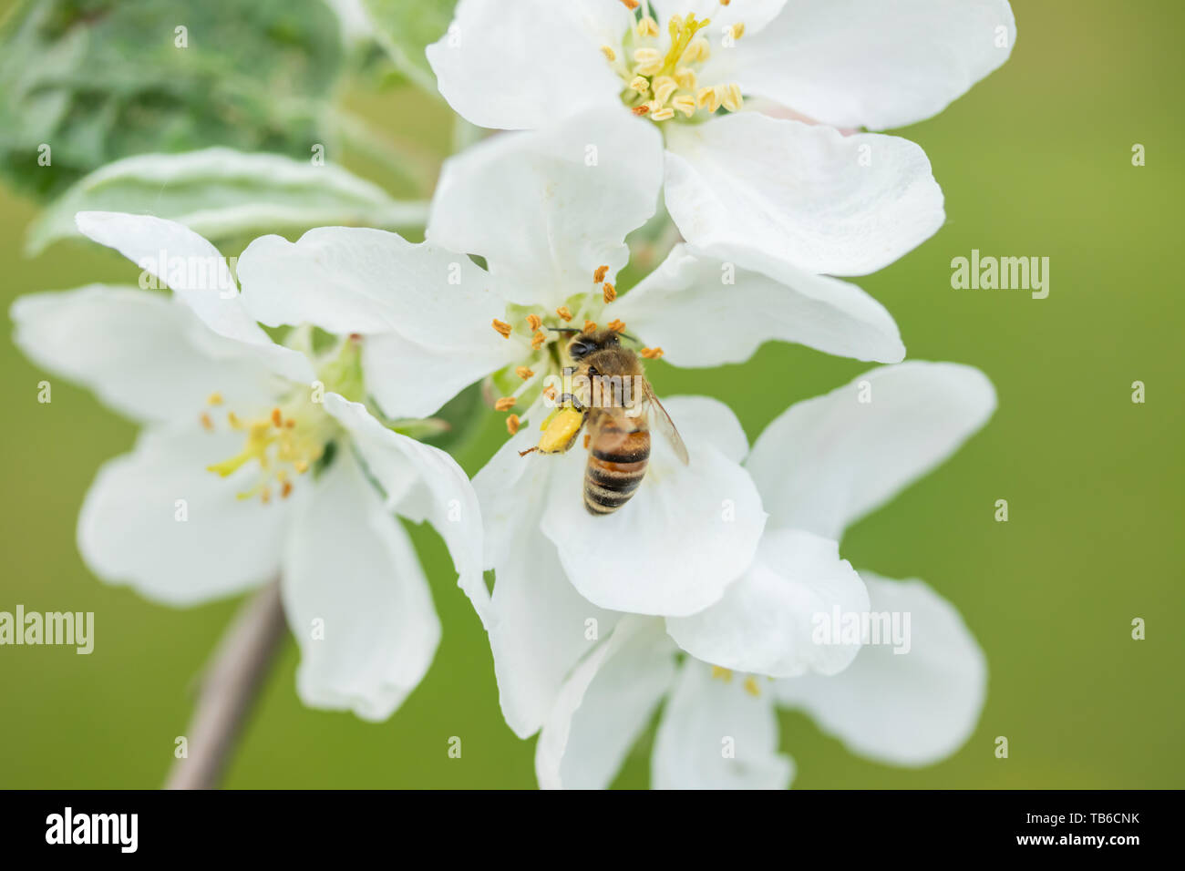 Honey bee pollinating apple blossom in spring garden Stock Photo - Alamy
