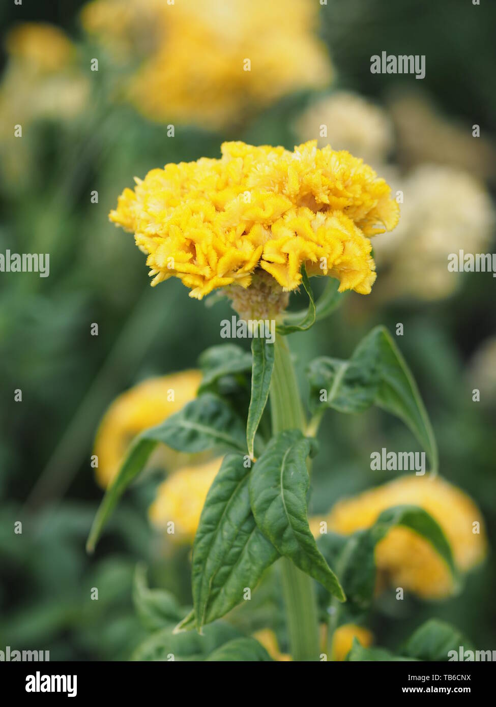 yellow color Cockscomb flowers Name of Celosia cristata The flowers are ...