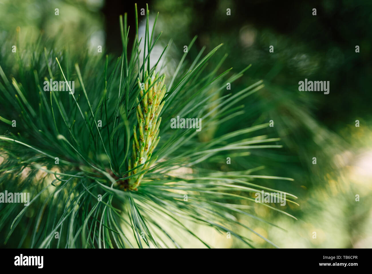 Branch spruce tree in summer hi-res stock photography and images - Alamy
