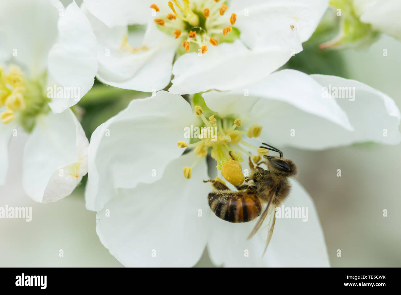 Honey bee pollinating apple blossom in spring garden Stock Photo - Alamy
