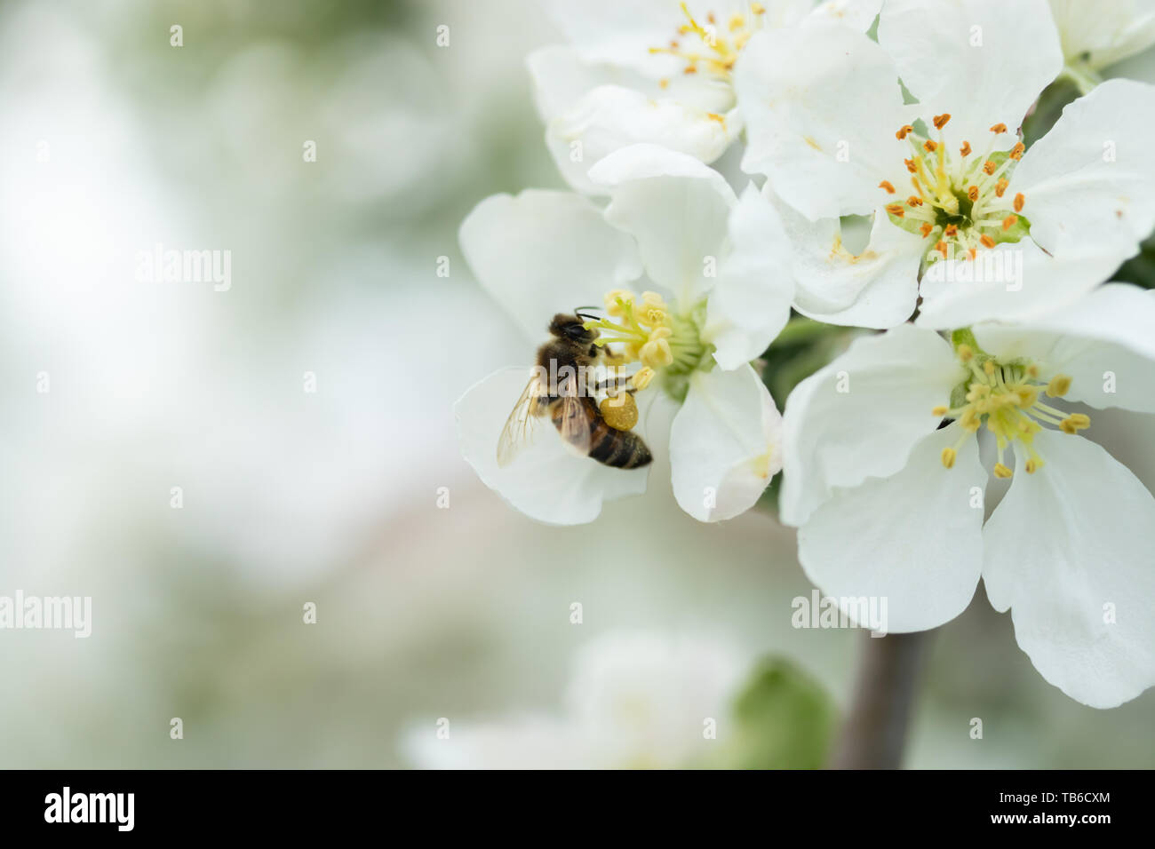 Honey bee pollinating apple blossom in spring garden Stock Photo - Alamy