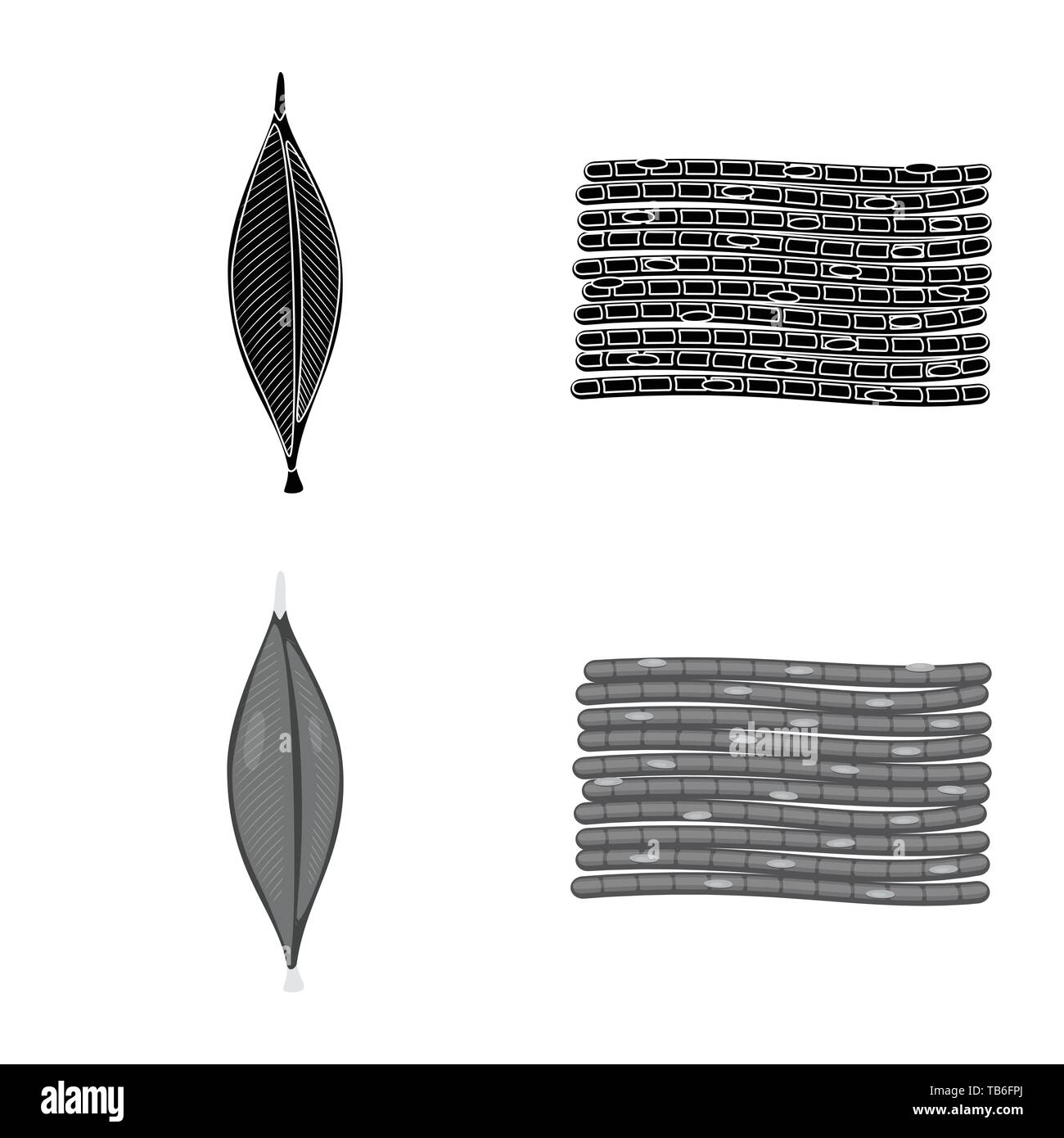 Vector illustration of fiber and muscular sign. Collection of fiber and ...