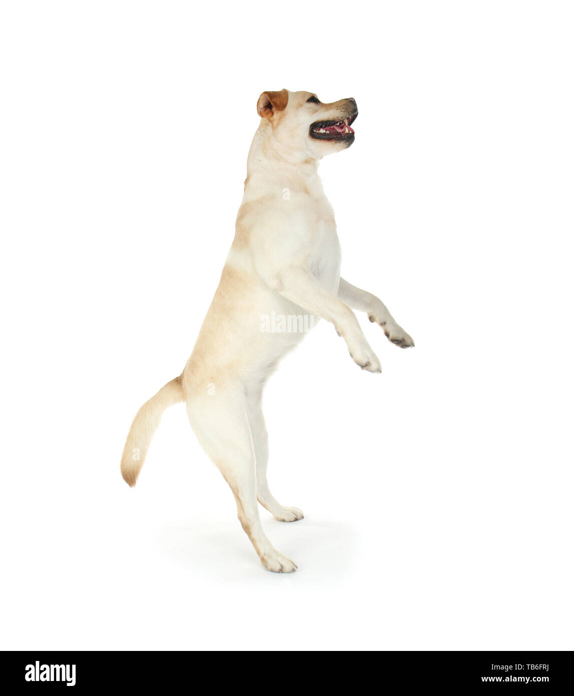 Cute Labrador Retriever jumping against white background Stock Photo ...