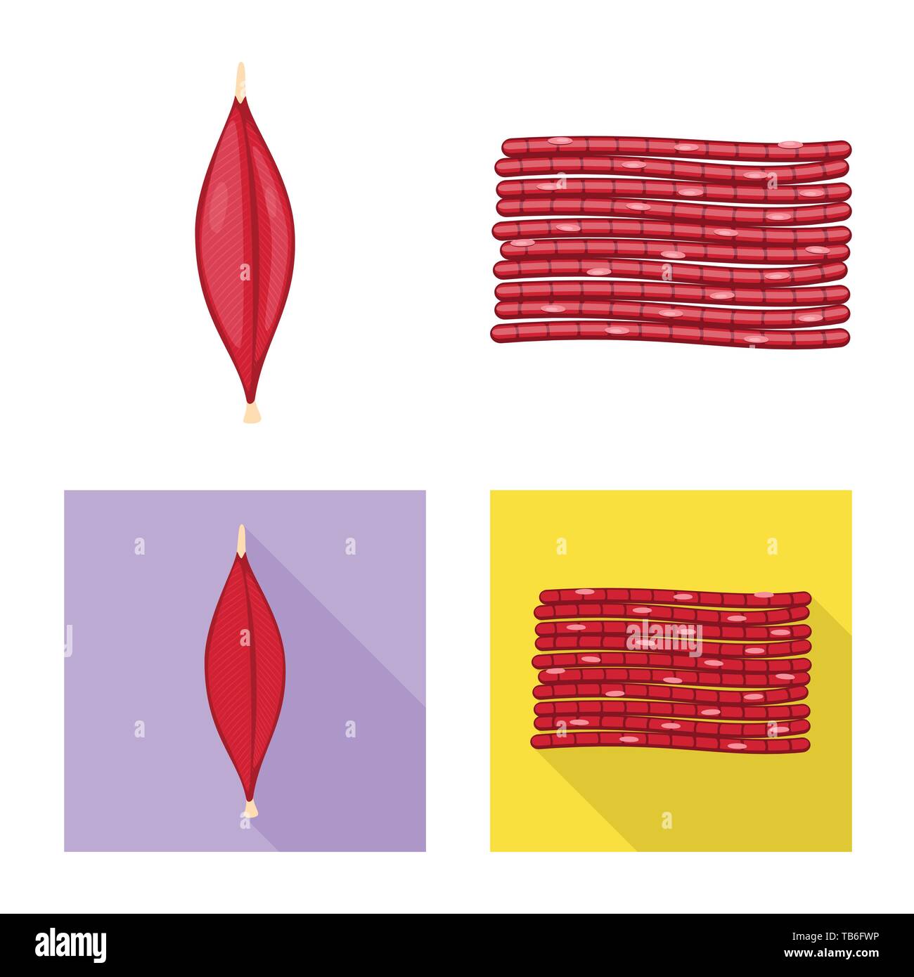 Vector illustration of fiber and muscular icon. Collection of fiber and ...