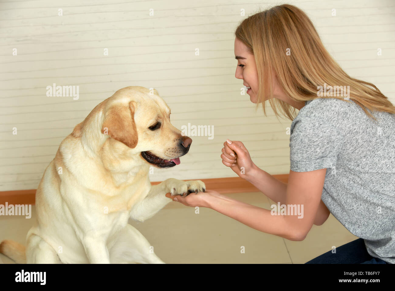 Cute Labrador Retriever giving paw to owner at home Stock Photo - Alamy