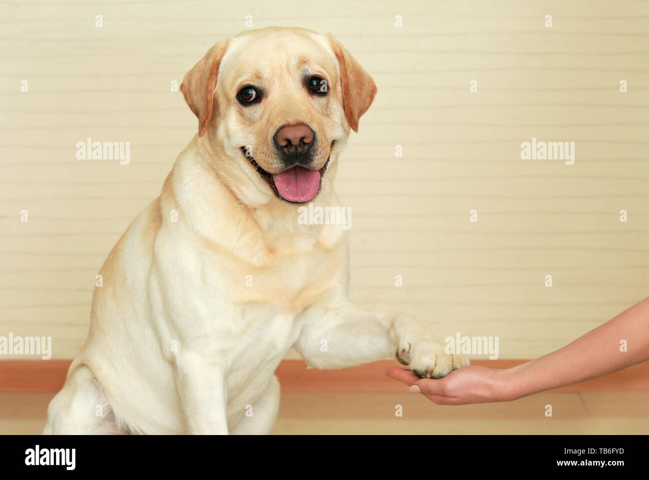 Cute Labrador Retriever giving paw to owner at home Stock Photo - Alamy