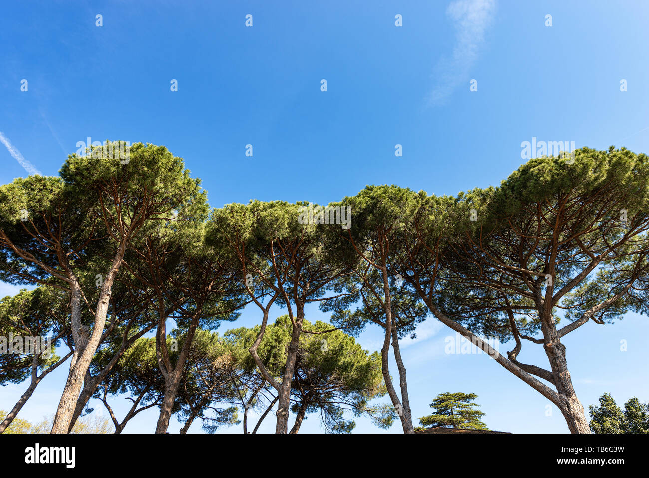 Close-up a forest with maritime pine trees with green needles on a blue ...